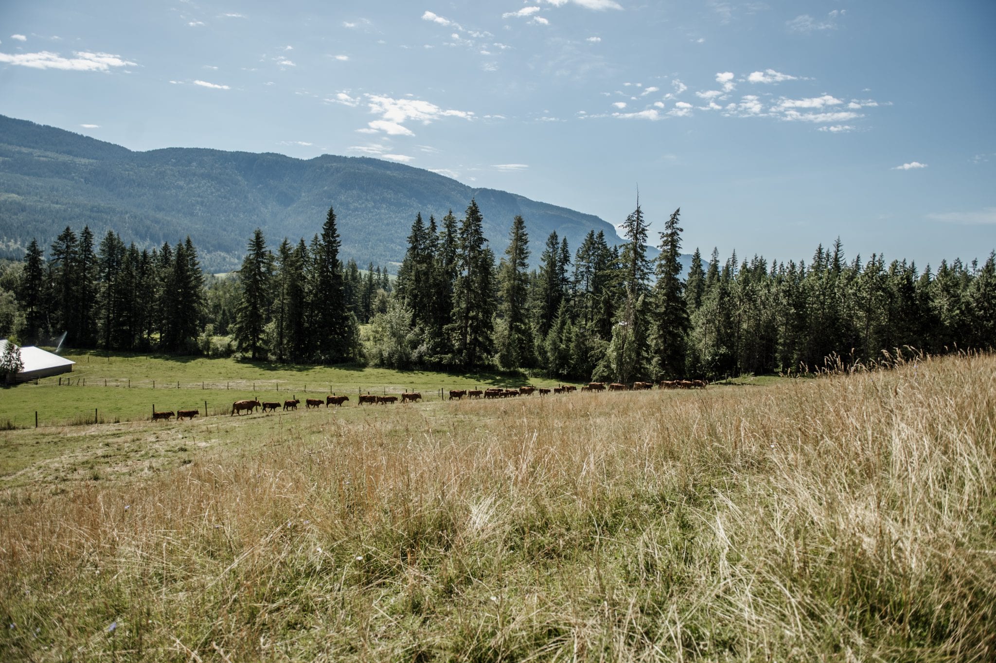 Home - Meadow Valley Meats